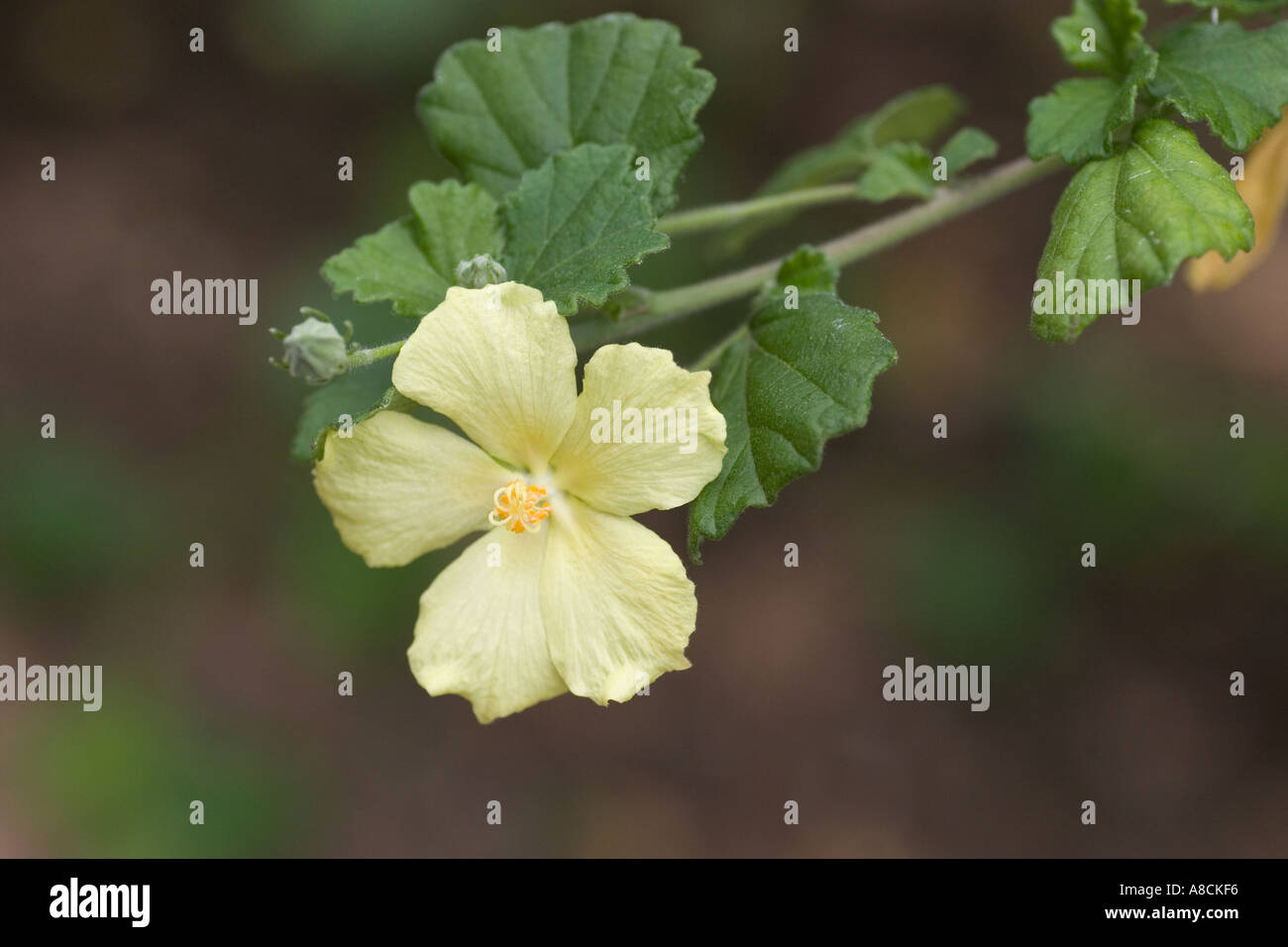 Yellow Mallow Pavonia praemorsa flower Stock Photo - Alamy