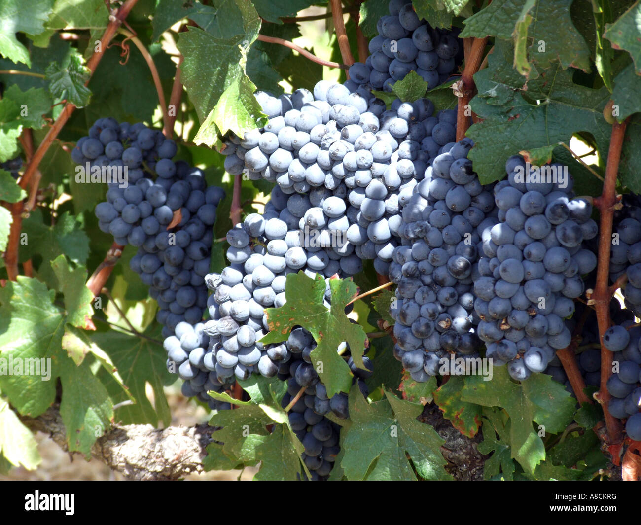 Grapes on the vine. western cape South Africa Stock Photo - Alamy