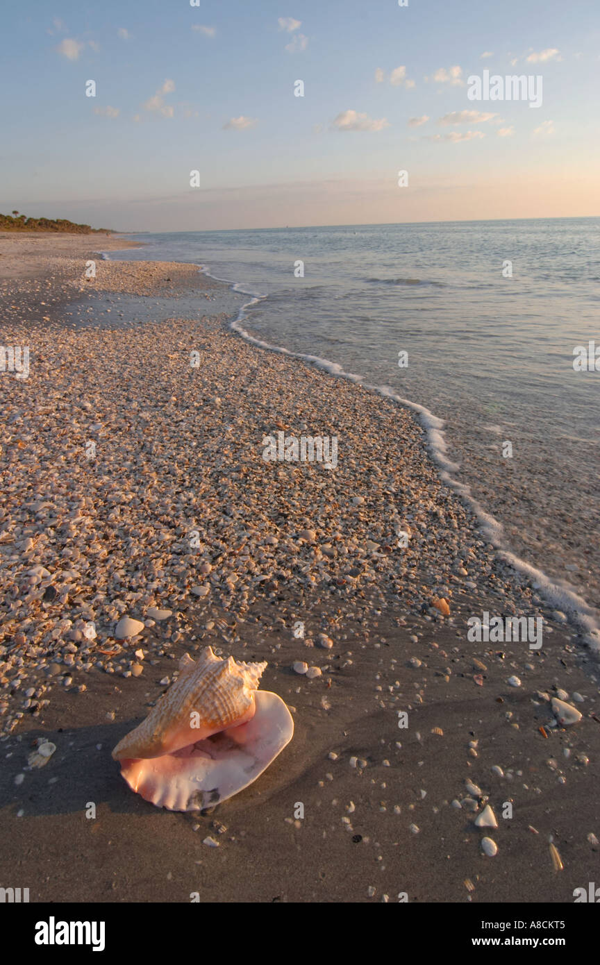 SHELL ON CASPERSEN PARK BEACH GULF OF MEXICO VENICE FLORIDA Stock Photo ...