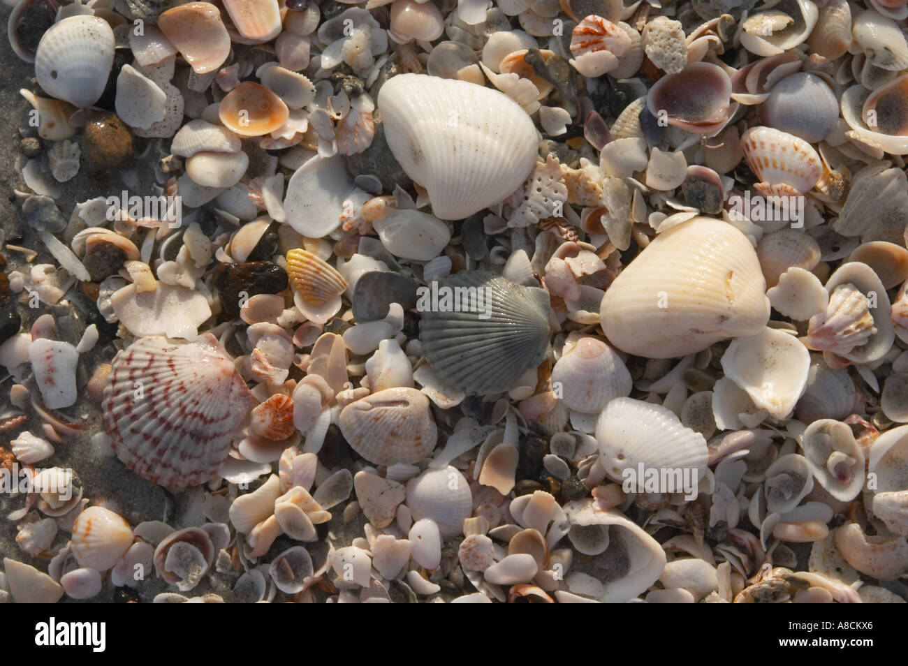Venice beach florida shells hi-res stock photography and images - Alamy
