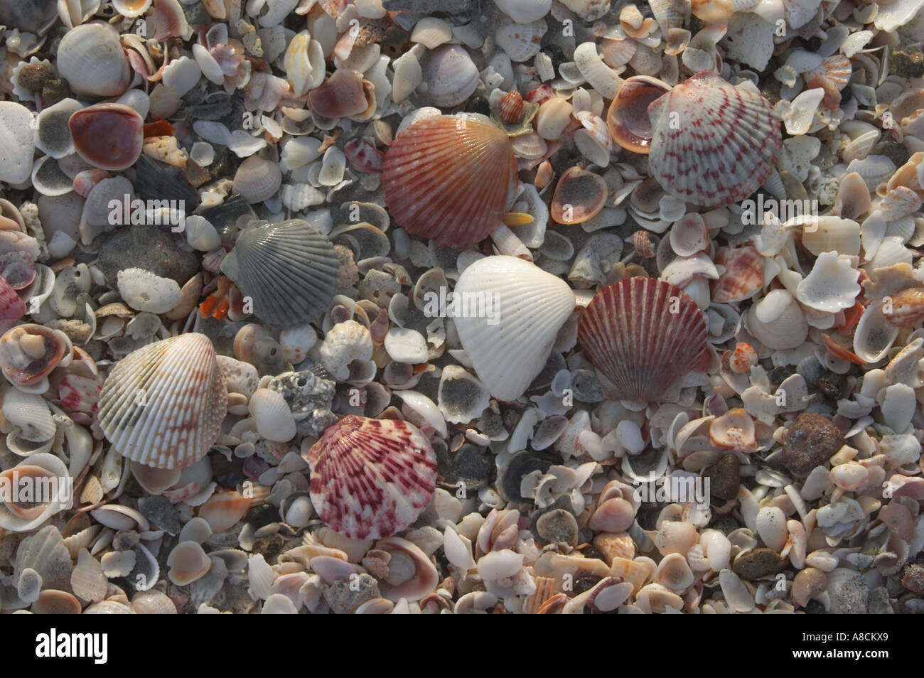 Venice beach florida shells hi-res stock photography and images - Alamy