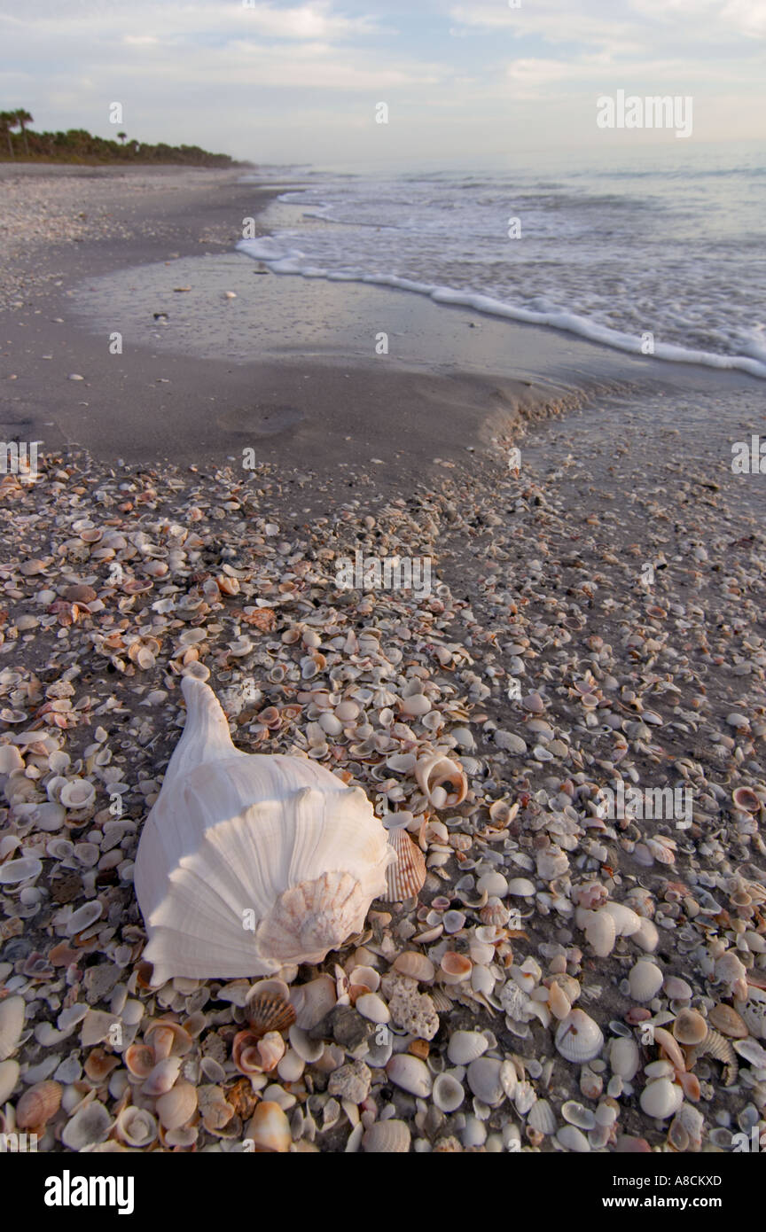Venice beach florida shells hi-res stock photography and images - Alamy