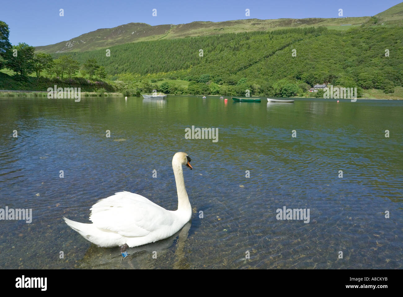 A swan on Tal y Llyn Lake, Gwynedd, North Wales Stock Photo - Alamy