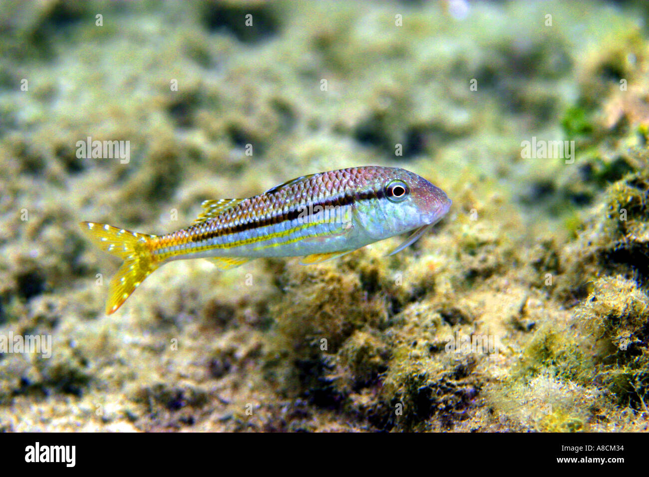 goatfish at shallow waters at Halkidiki Stock Photo - Alamy