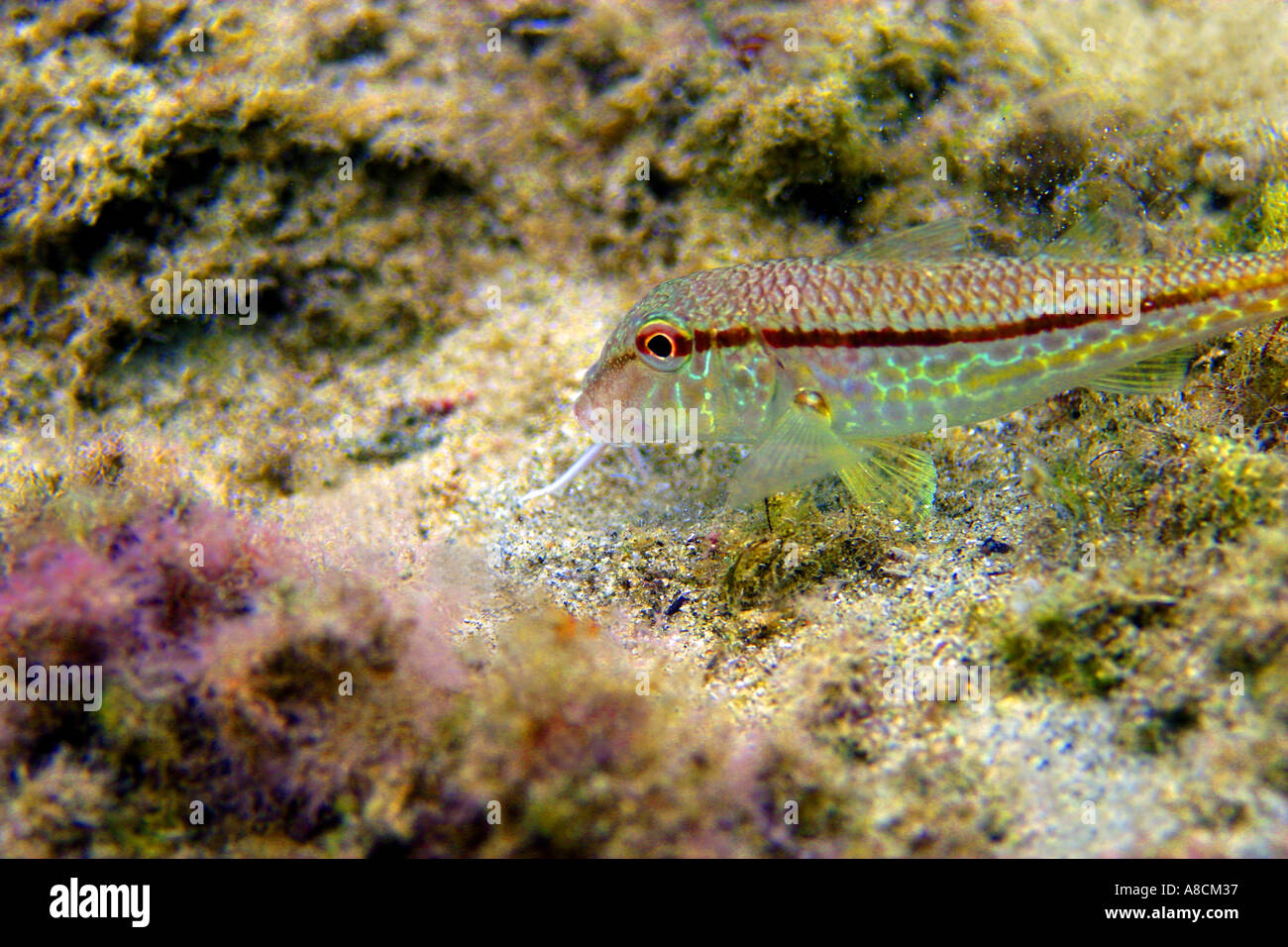 goatfish at shallow waters at Halkidiki Stock Photo - Alamy
