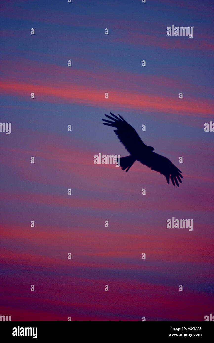 Hawk shape hi-res stock photography and images - Alamy