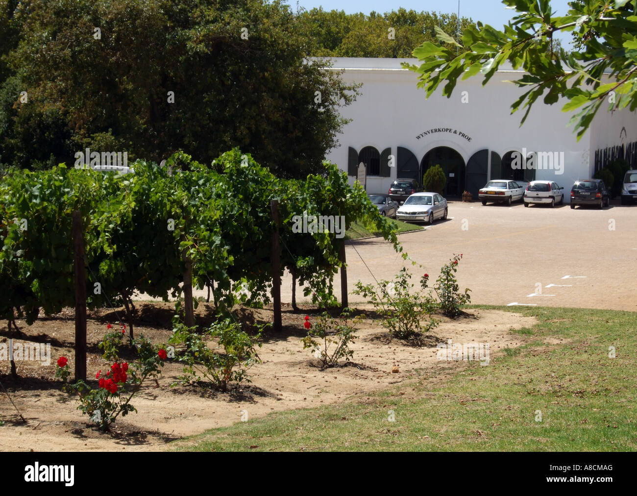 Groot Constantia wine estate western cape South Africa. Wine sales ...