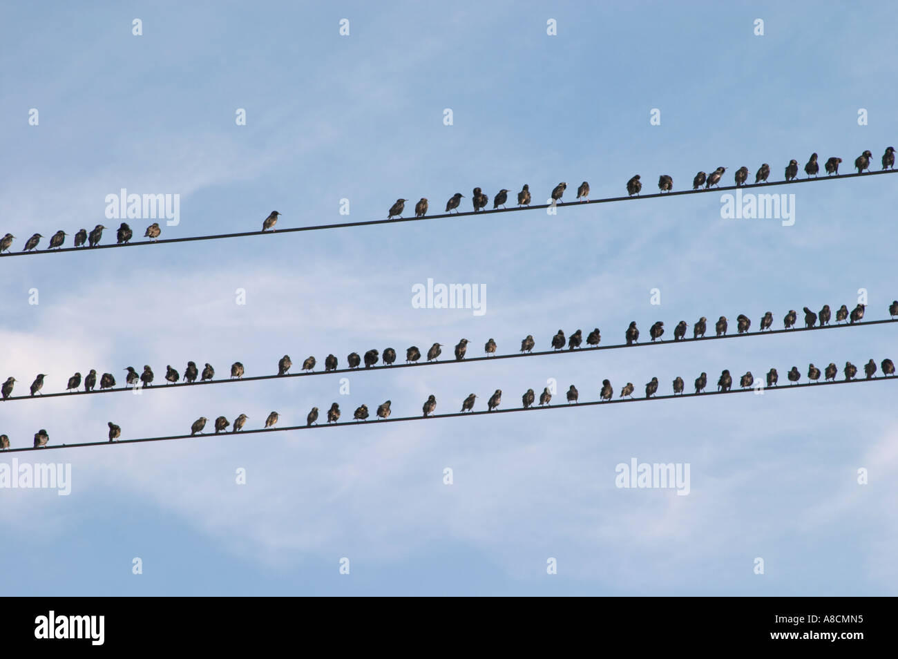 BIRDS ON ELECTRIC AND TELEPHONE LINES IN SOUTHWEST FLORIDA Stock Photo ...