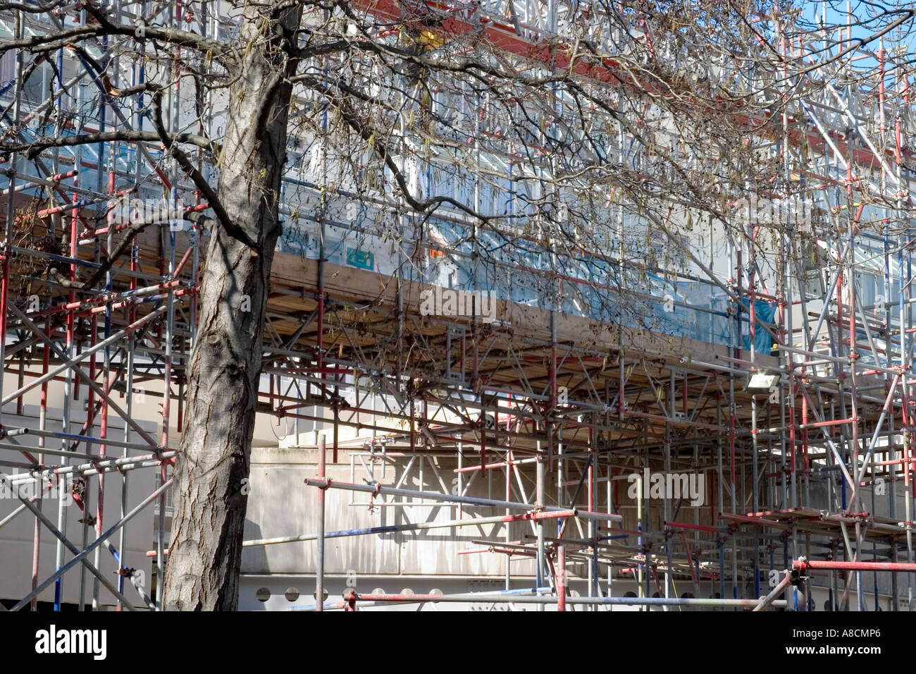 Scaffolding and tree branches. The Brunswick Centre, Bloomsbury, London ...