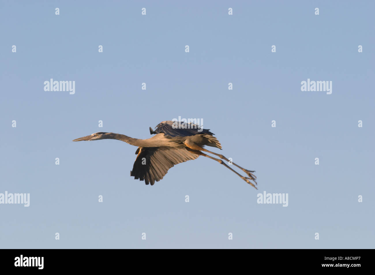 GREAT BLUE HERON ARDEA HERODIAS AT THE VENICE AUDUBON ROOKERY IN VENICE ...
