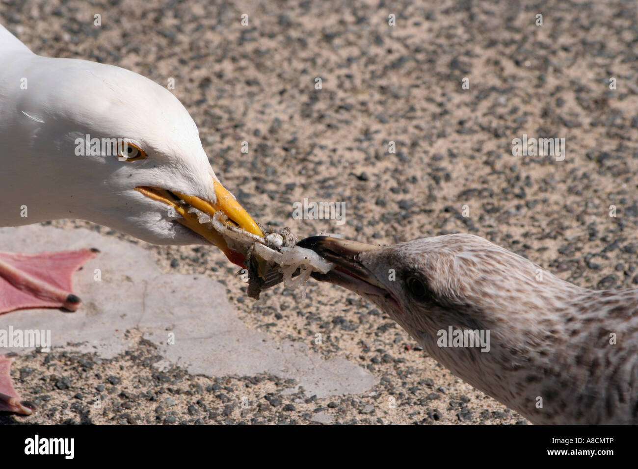 Squabble Of Seagulls High Resolution Stock Photography and Images - Alamy