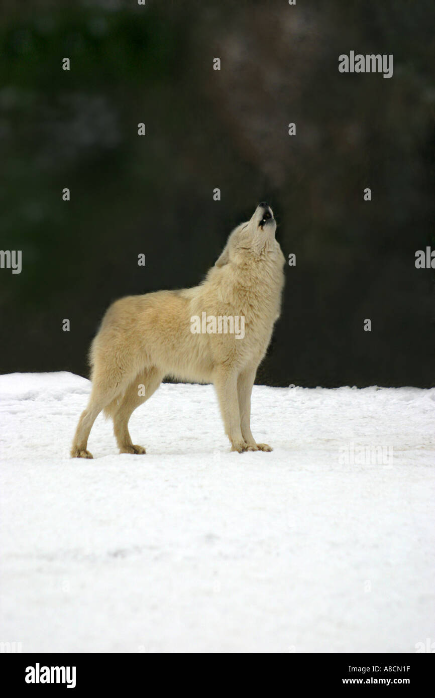 Arctic wolf pack snow hi-res stock photography and images - Alamy