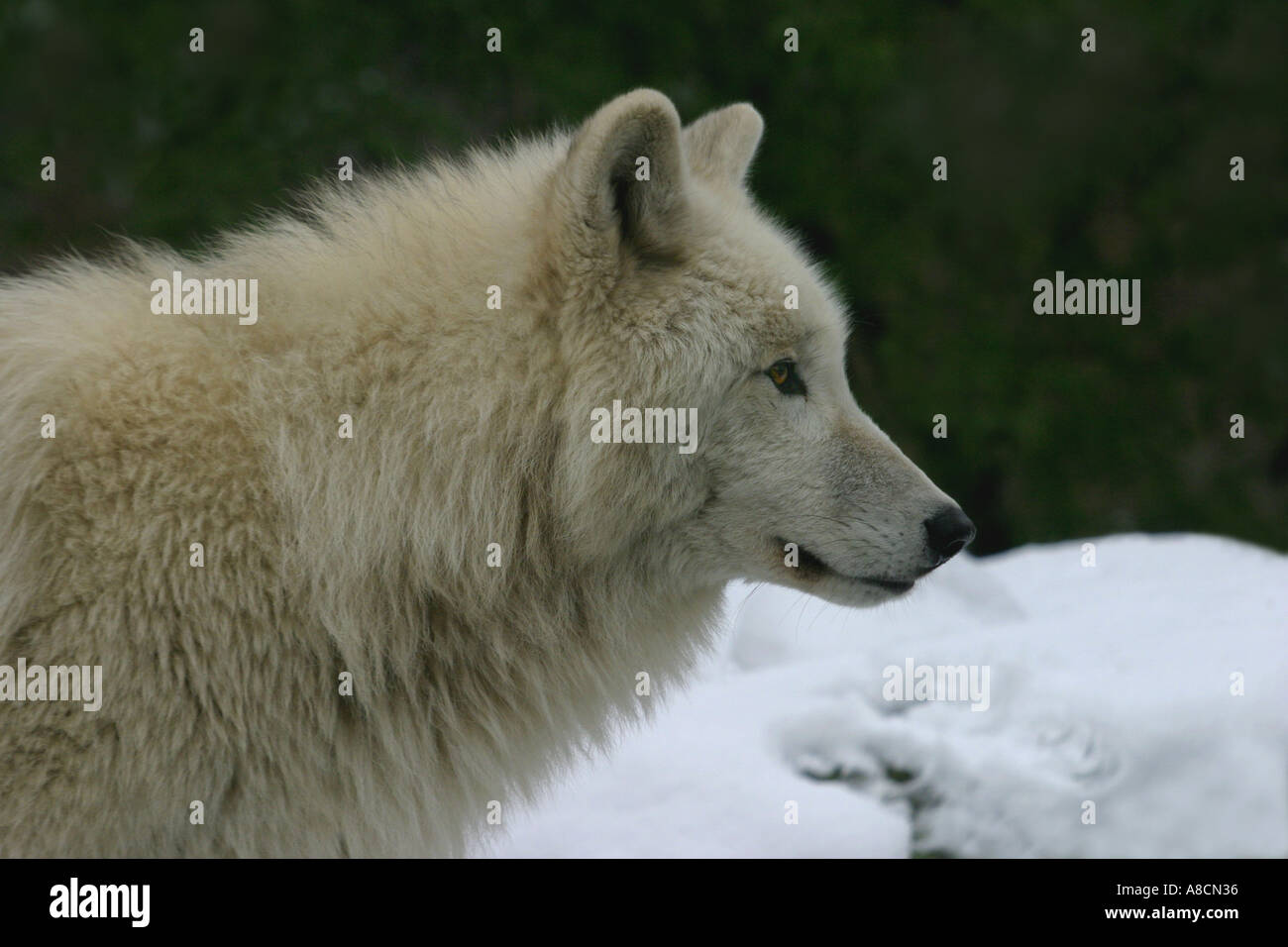 Arctic wolf pack snow hi-res stock photography and images - Alamy