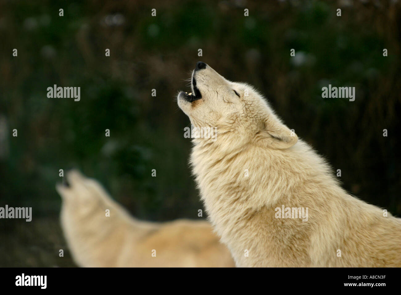 Arctic wolfs hi-res stock photography and images - Alamy