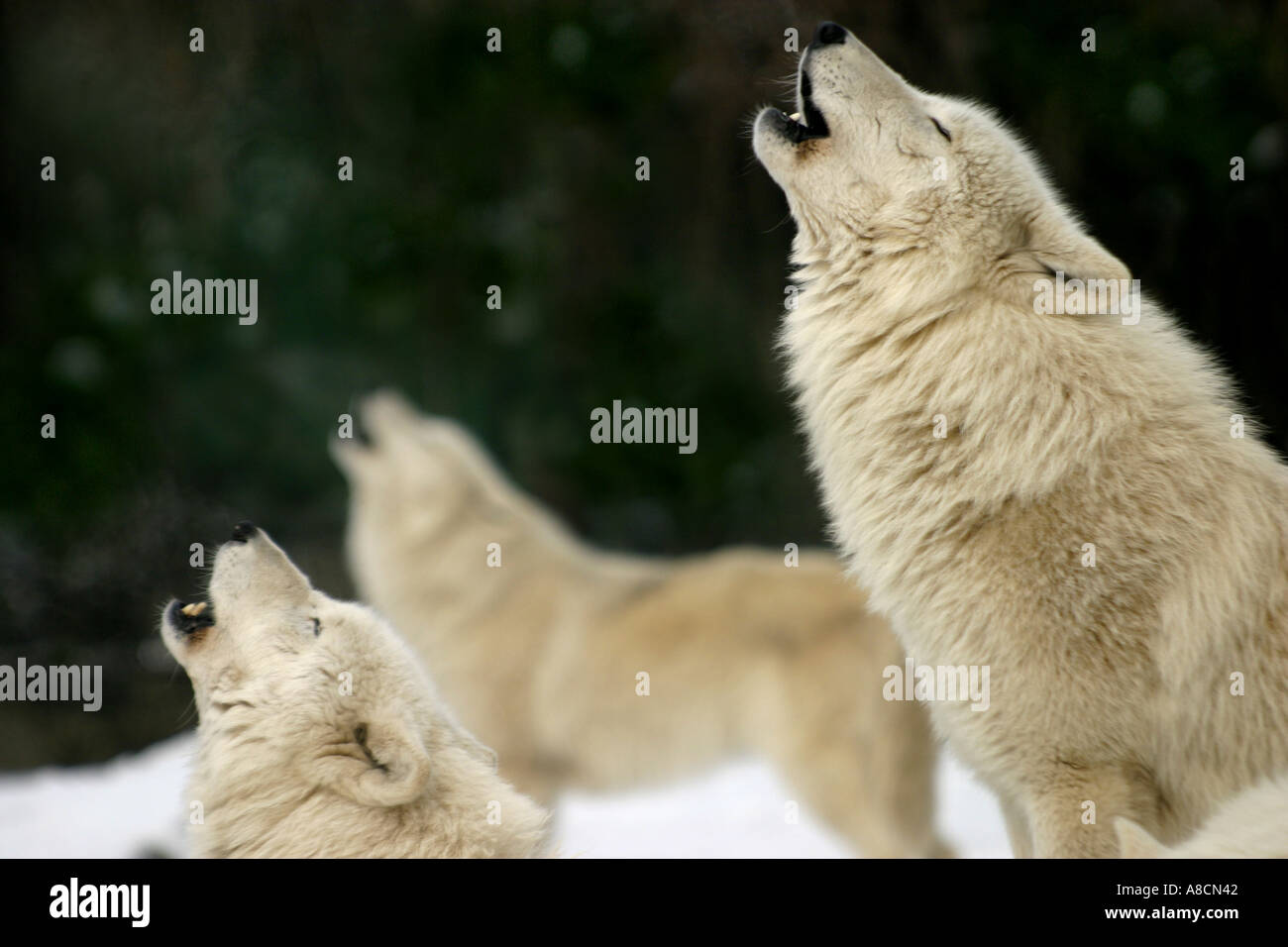 Arctic wolfs hi-res stock photography and images - Alamy