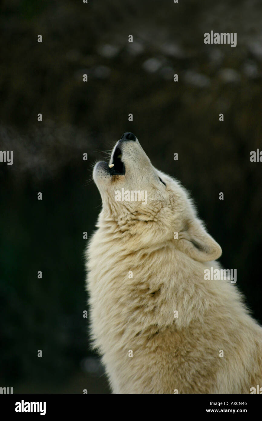 arctic wolf at winter Stock Photo - Alamy