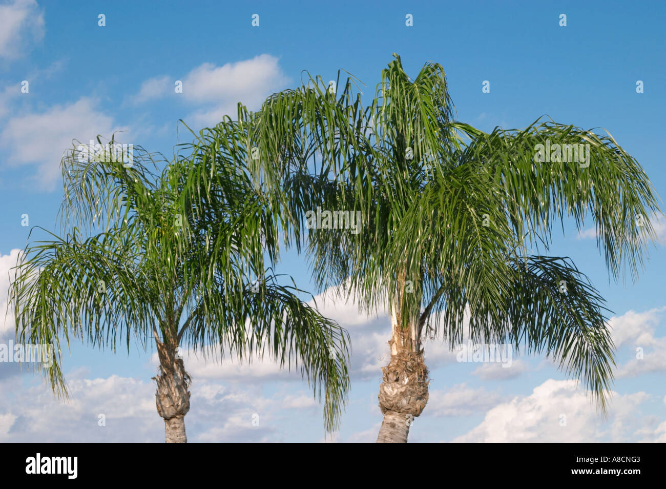 Palm trees in southwest Florida Stock Photo - Alamy