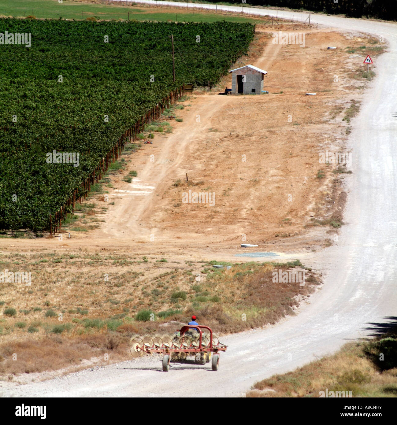 Farming in the western cape South Africa. Vineyard Stock Photo - Alamy
