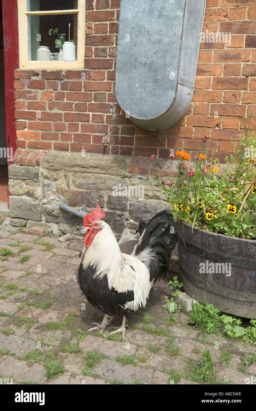 English chickens hi-res stock photography and images - Alamy
