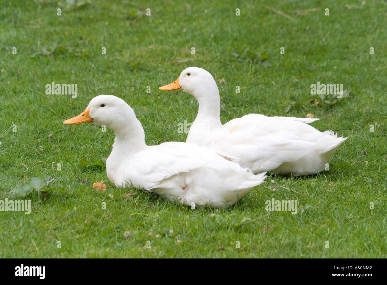 English white duck hi-res stock photography and images - Alamy