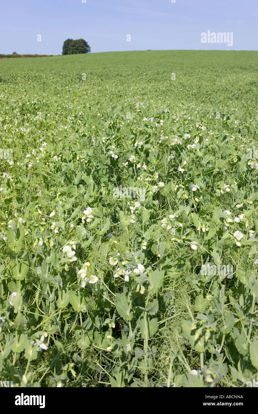 A field of peas flowering in the Cotswolds near Taynton, Oxfordshire ...