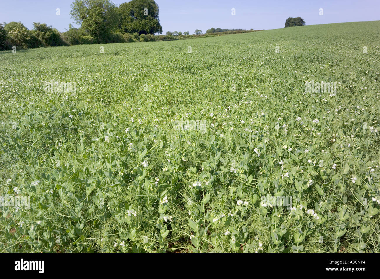 A field of peas flowering in the Cotswolds near Taynton, Oxfordshire ...