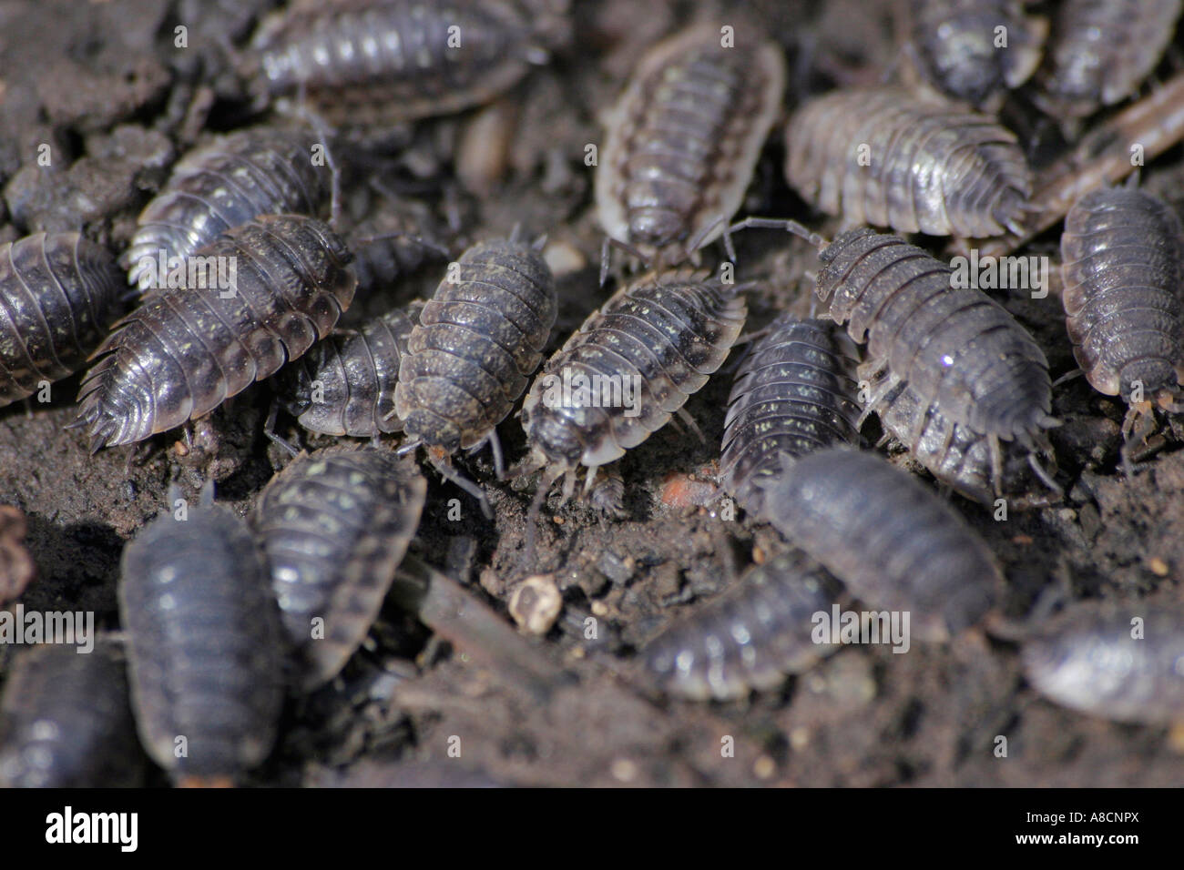 Woodlice Woodlouse Invertebrate Stock Photos & Woodlice Woodlouse ...