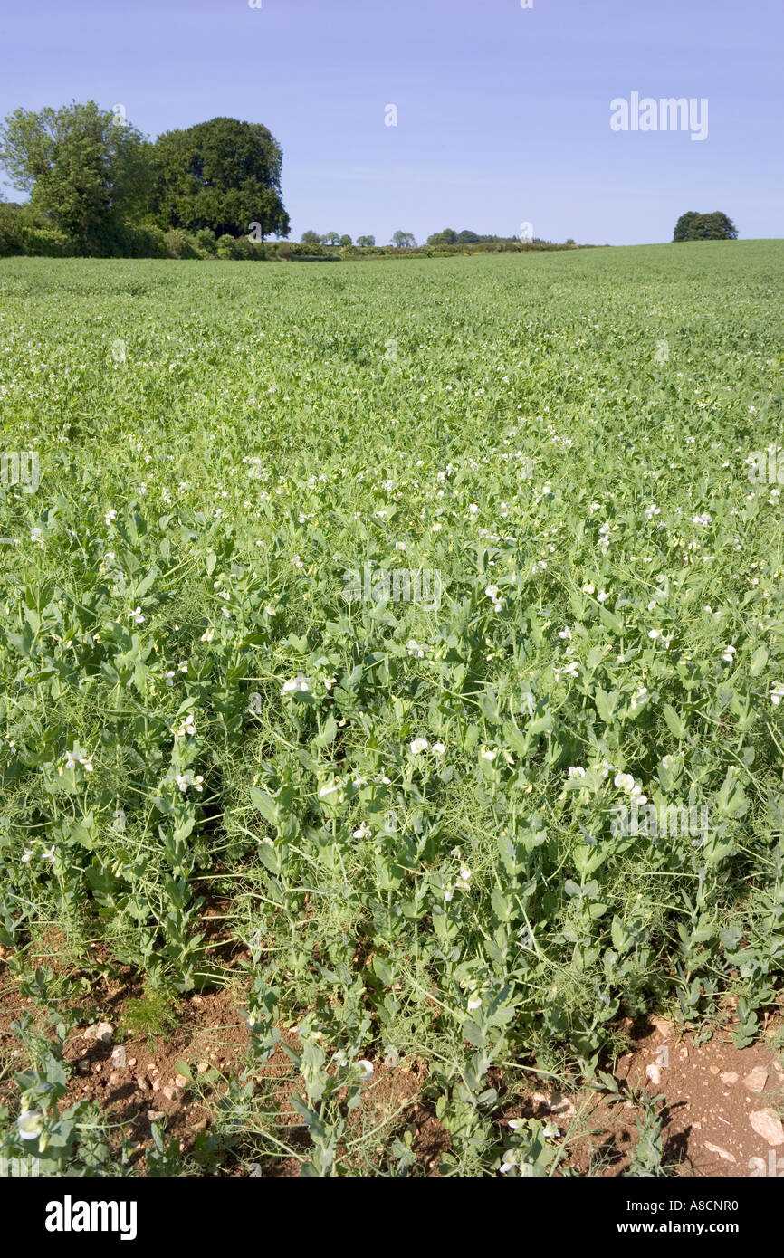 A field of peas flowering in the Cotswolds near Taynton, Oxfordshire ...