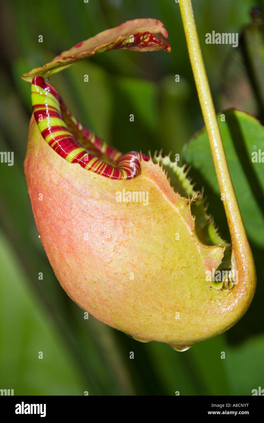 Pitcher plant Malaysia Stock Photo - Alamy