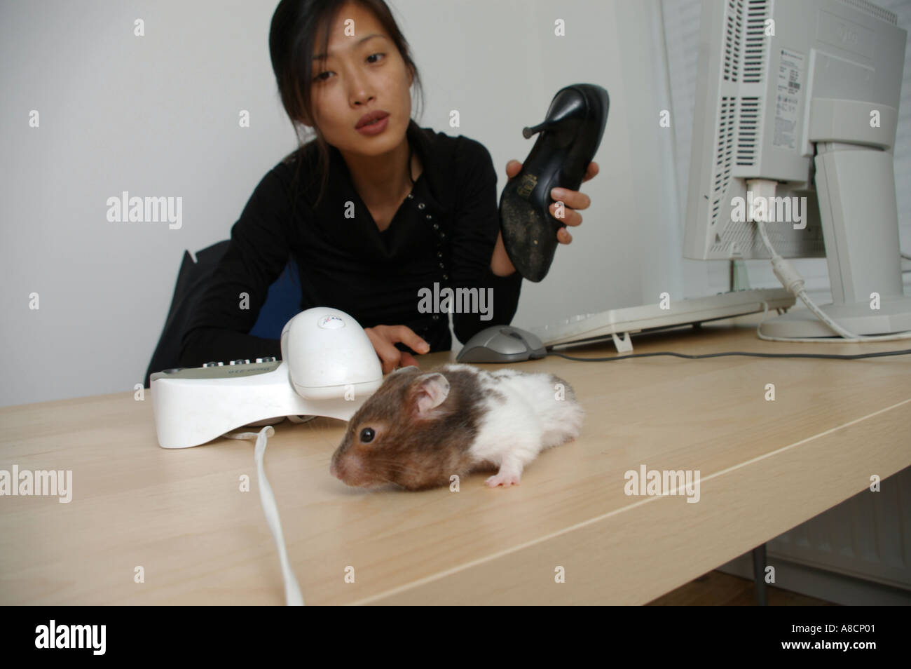 oriental woman at an office desk about to hit a hamster with her high ...