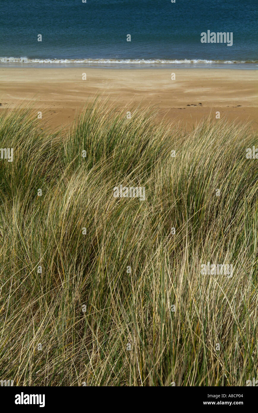 Grasses on sand dune beach Camel estuary Nr Padstow Cornwall England UK ...