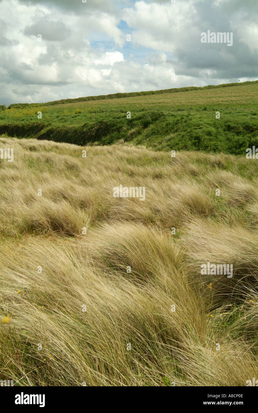 Grasses on sand dune beach Camel estuary Nr Padstow Cornwall England UK ...