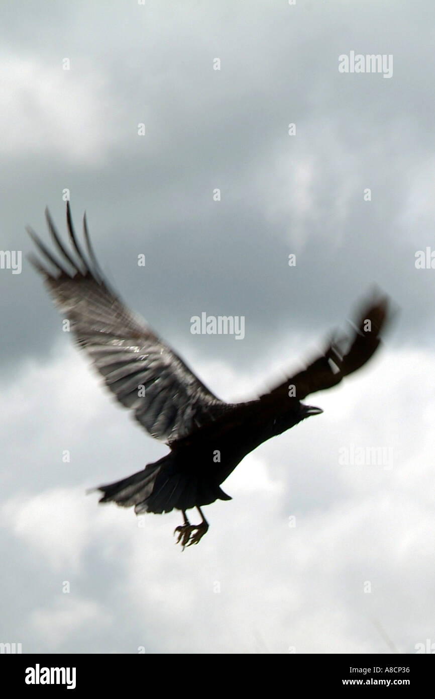 crow bird in flight Cornwall England UK Europe Stock Photo - Alamy