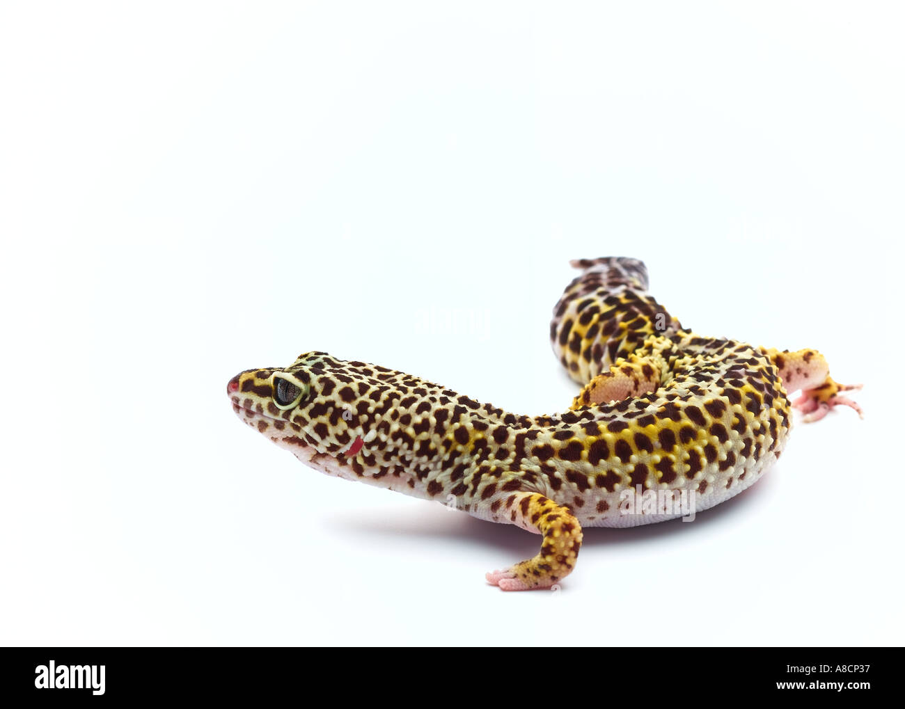 Leopard gecko cut out hi-res stock photography and images - Alamy