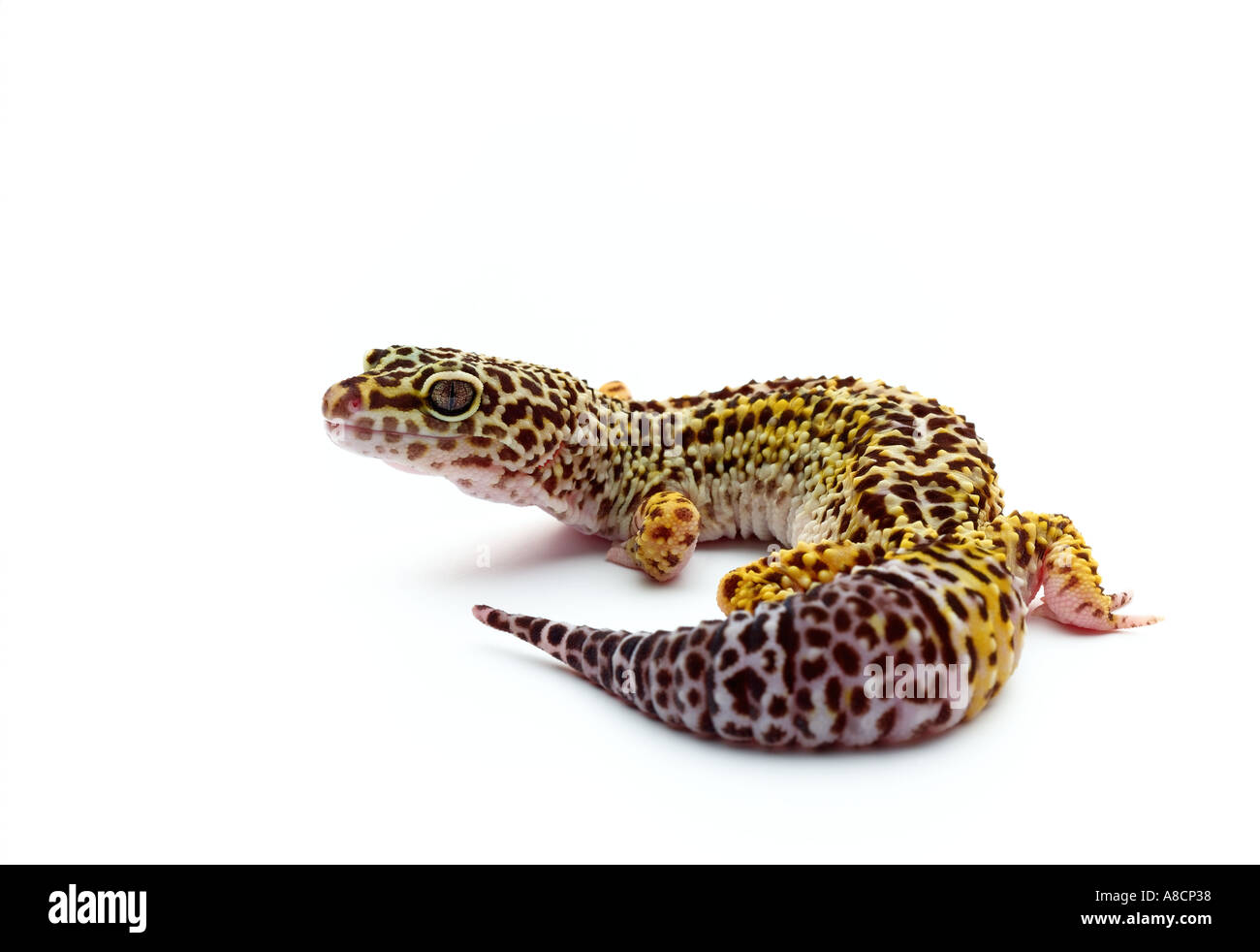 Leopard gecko cut out hi-res stock photography and images - Alamy