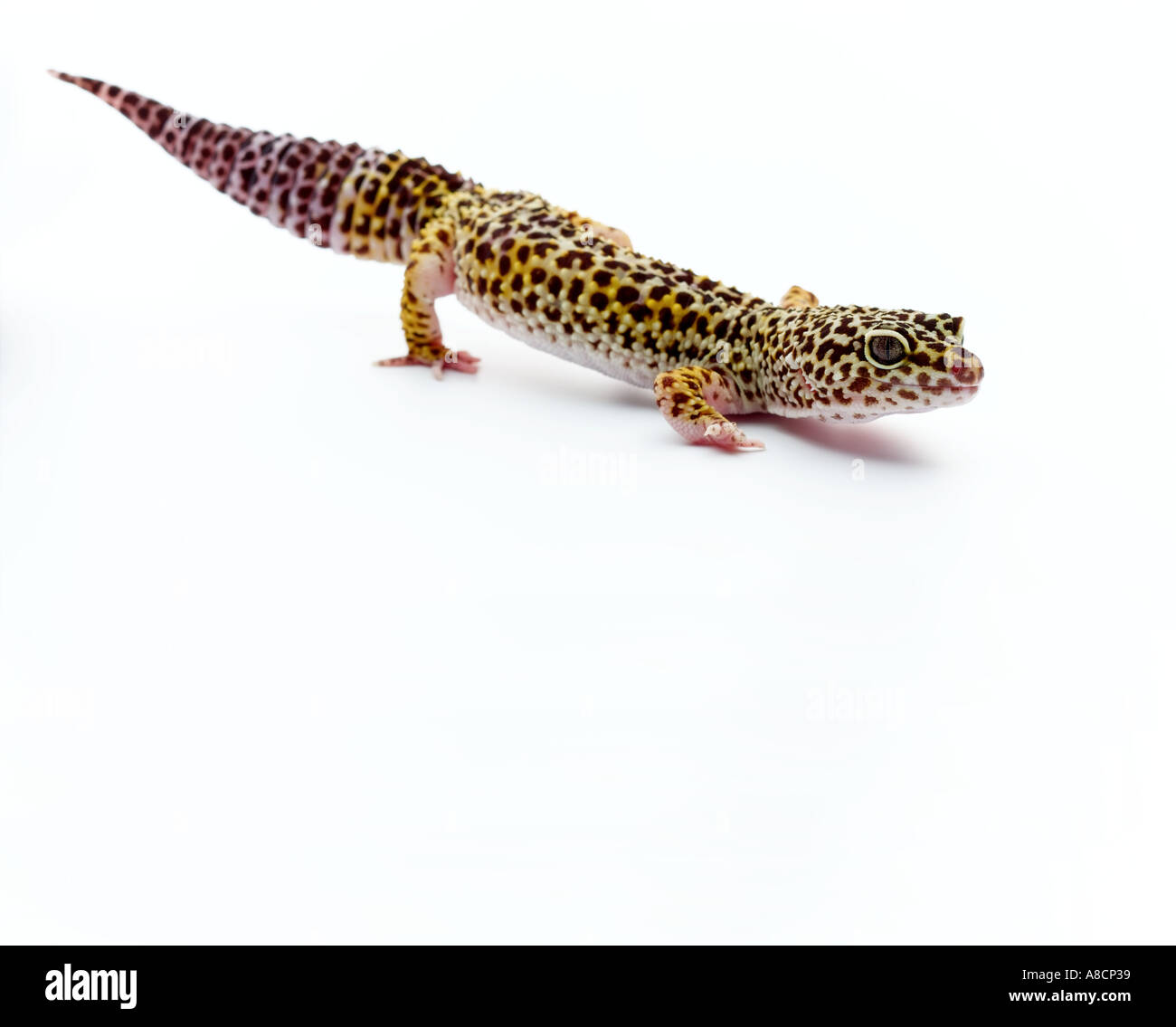Leopard gecko cut out hi-res stock photography and images - Alamy