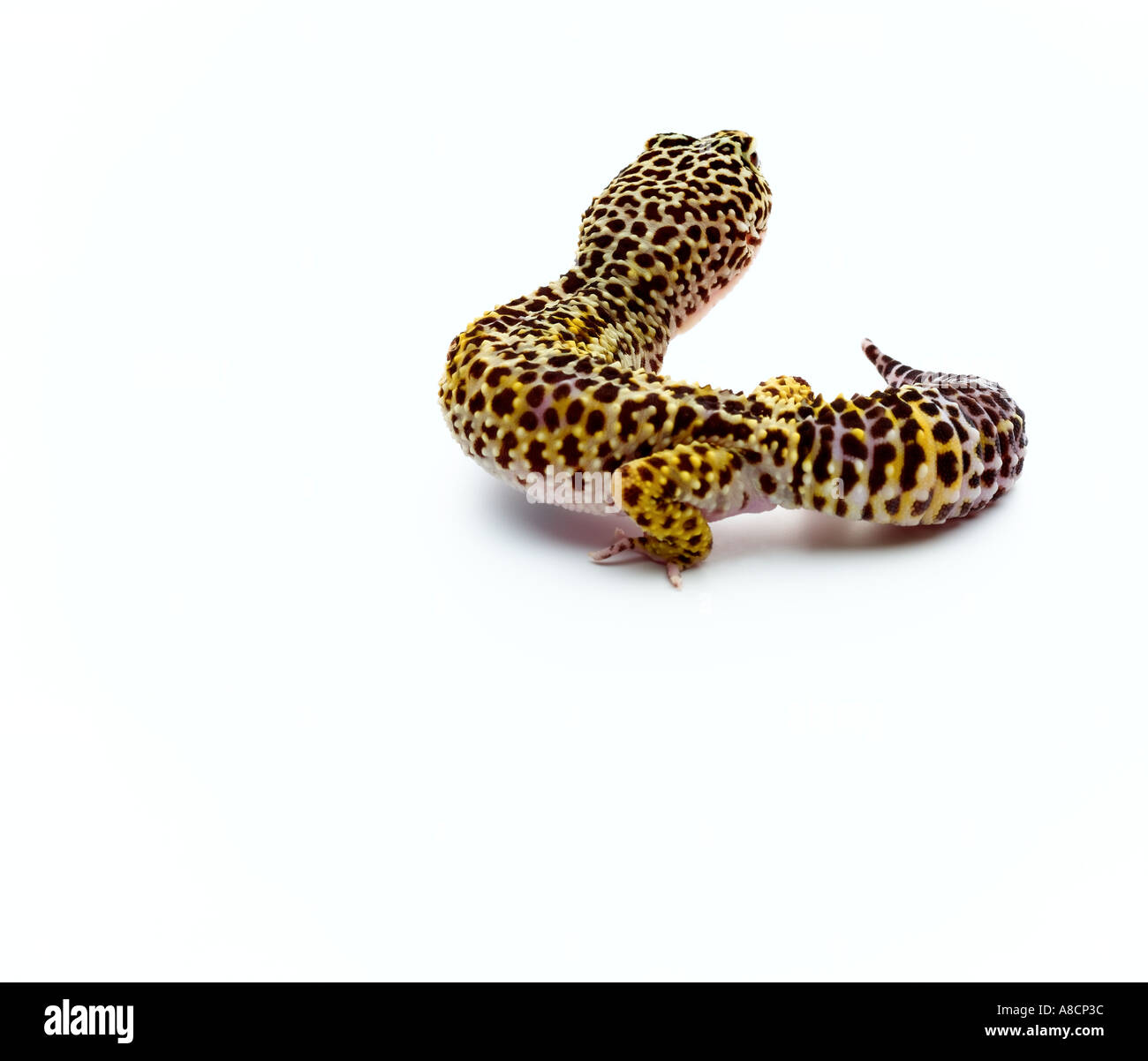 Leopard gecko cut out hi-res stock photography and images - Alamy