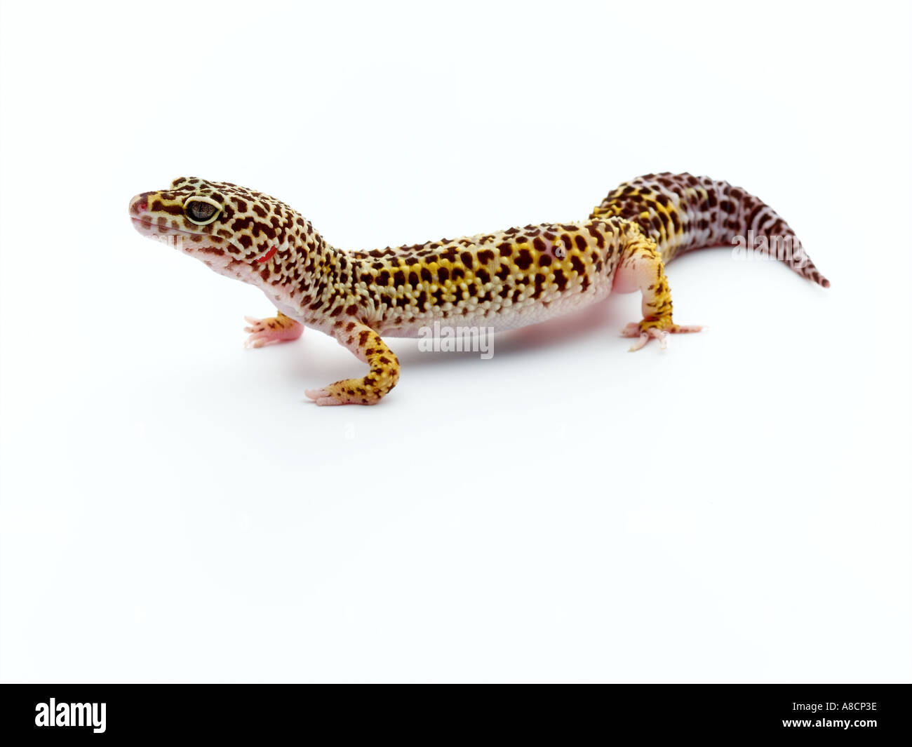 Common leopard gecko Cut Out Stock Images & Pictures - Alamy