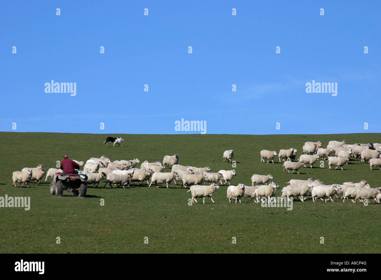 farmer on quad bike and sheep dog rounding up sheep in Wales UK Stock ...