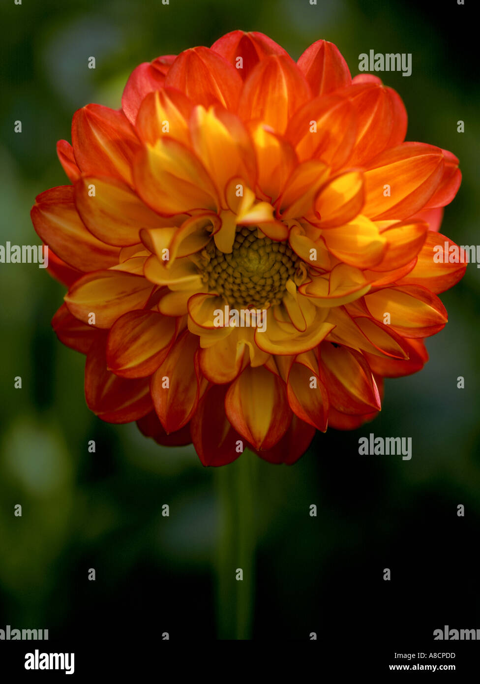 Dahila hi-res stock photography and images - Alamy