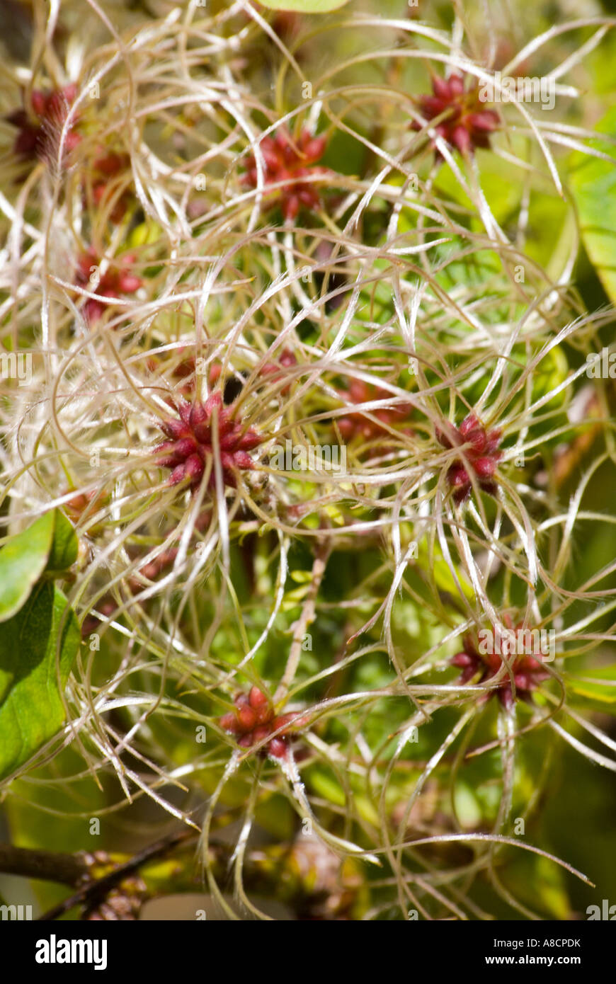 Clematis in seed Stock Photo - Alamy
