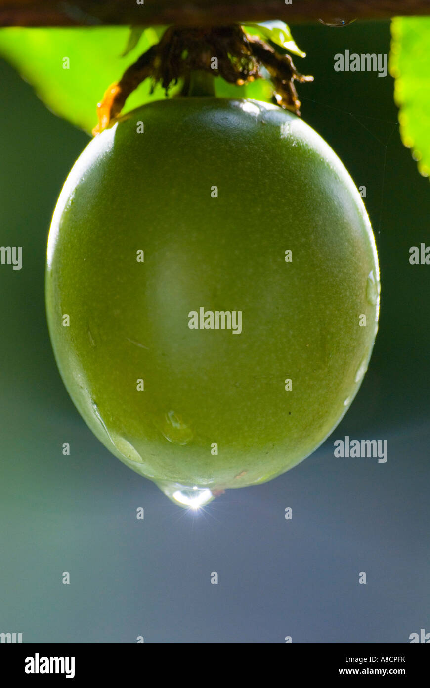 Water droplet on a passion fruit Stock Photo - Alamy