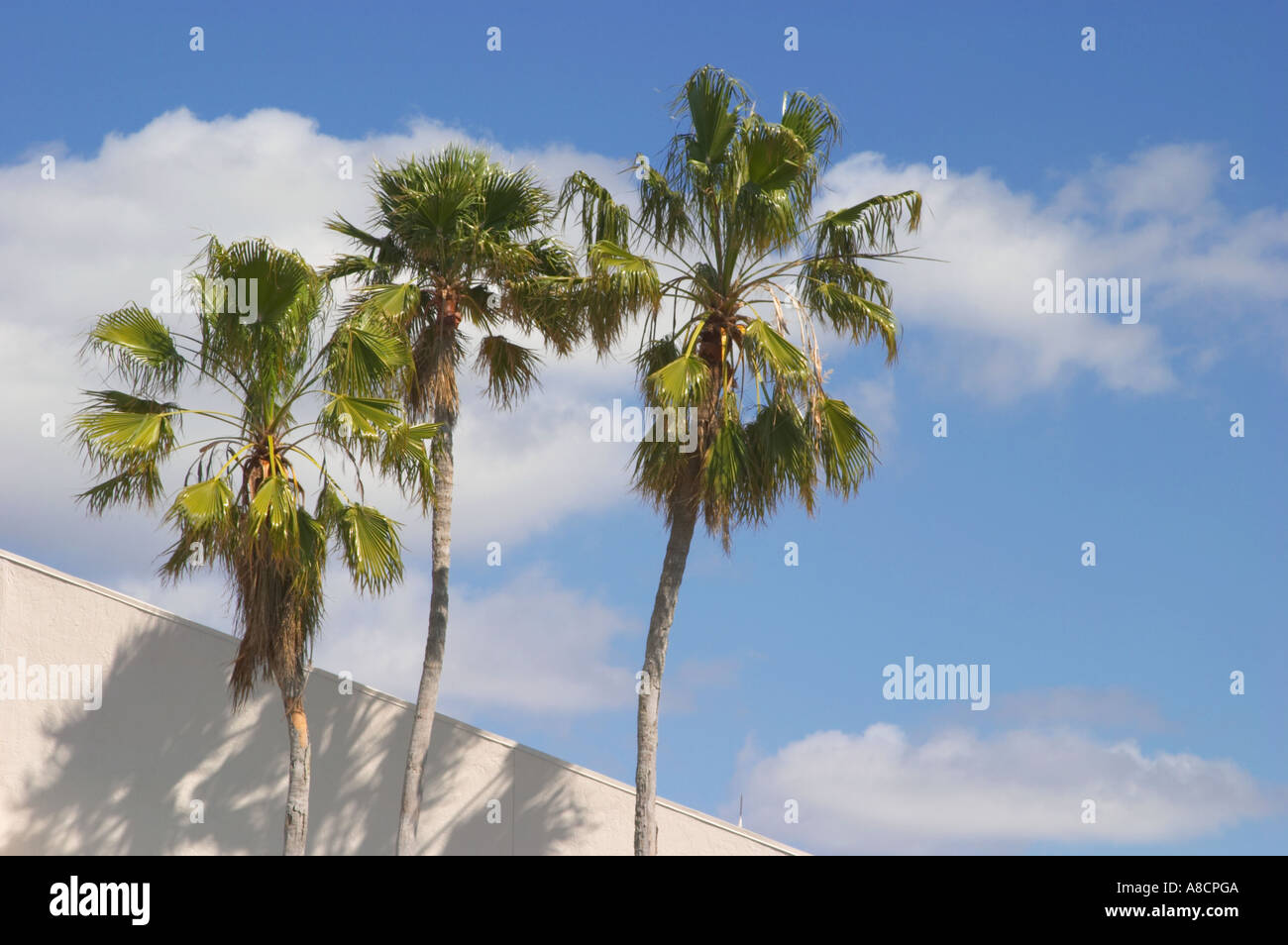Palm trees in southwest Florida Stock Photo - Alamy