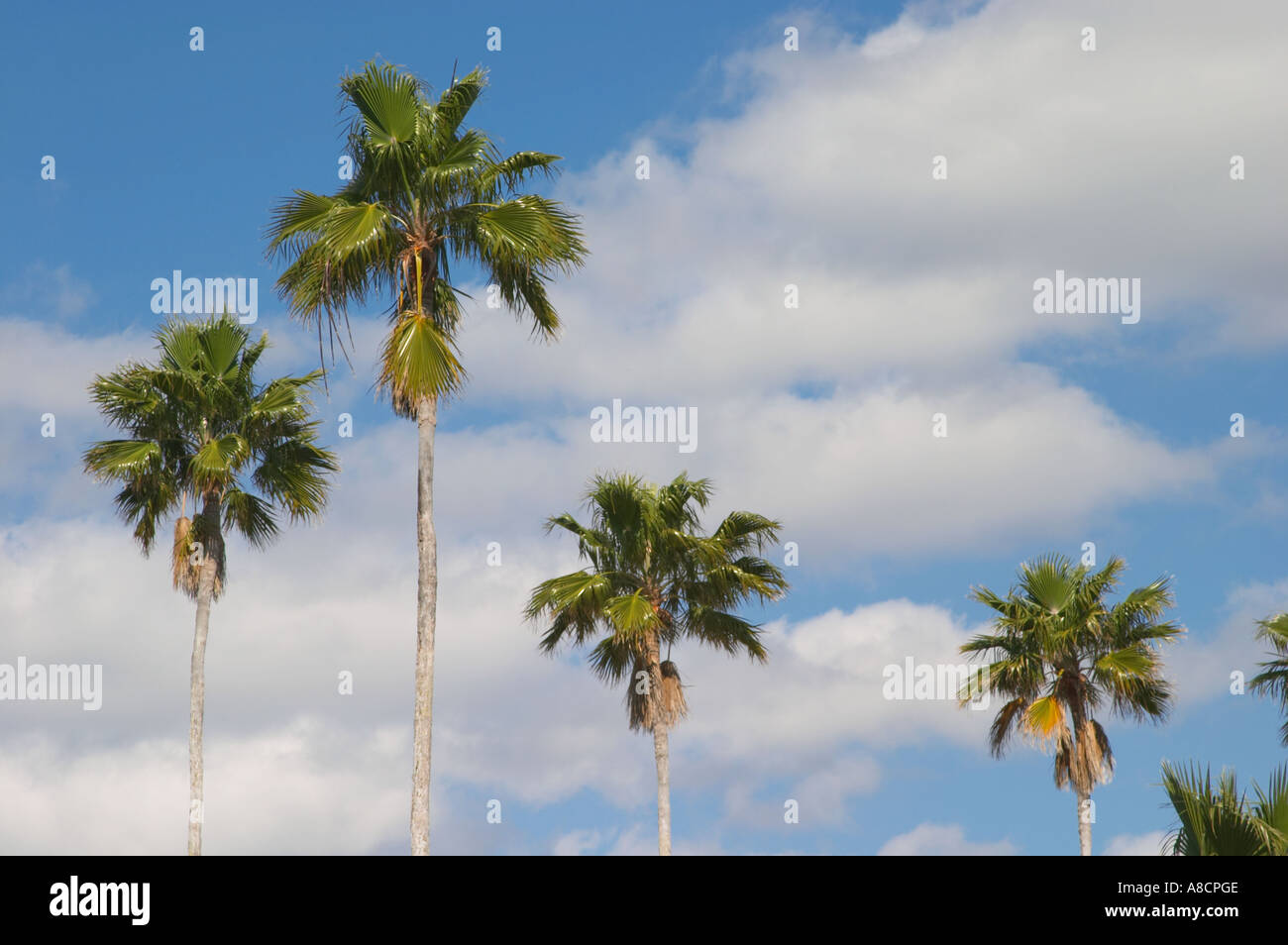 Palm trees in southwest Florida Stock Photo - Alamy
