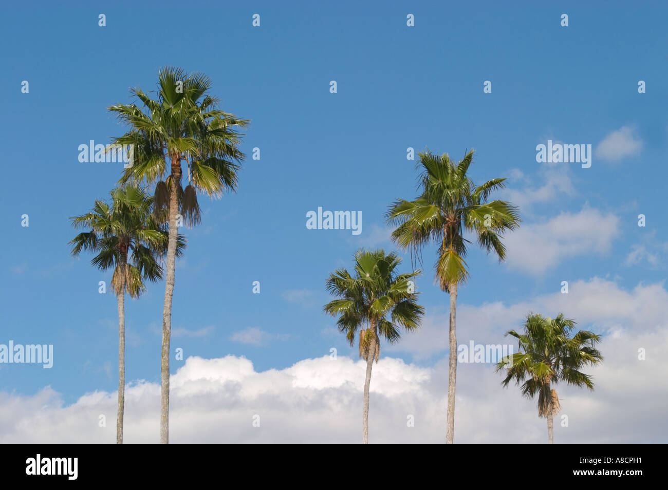 Palm trees in southwest Florida Stock Photo - Alamy