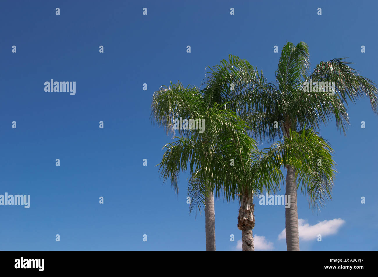 Palm trees in southwest Florida Stock Photo - Alamy