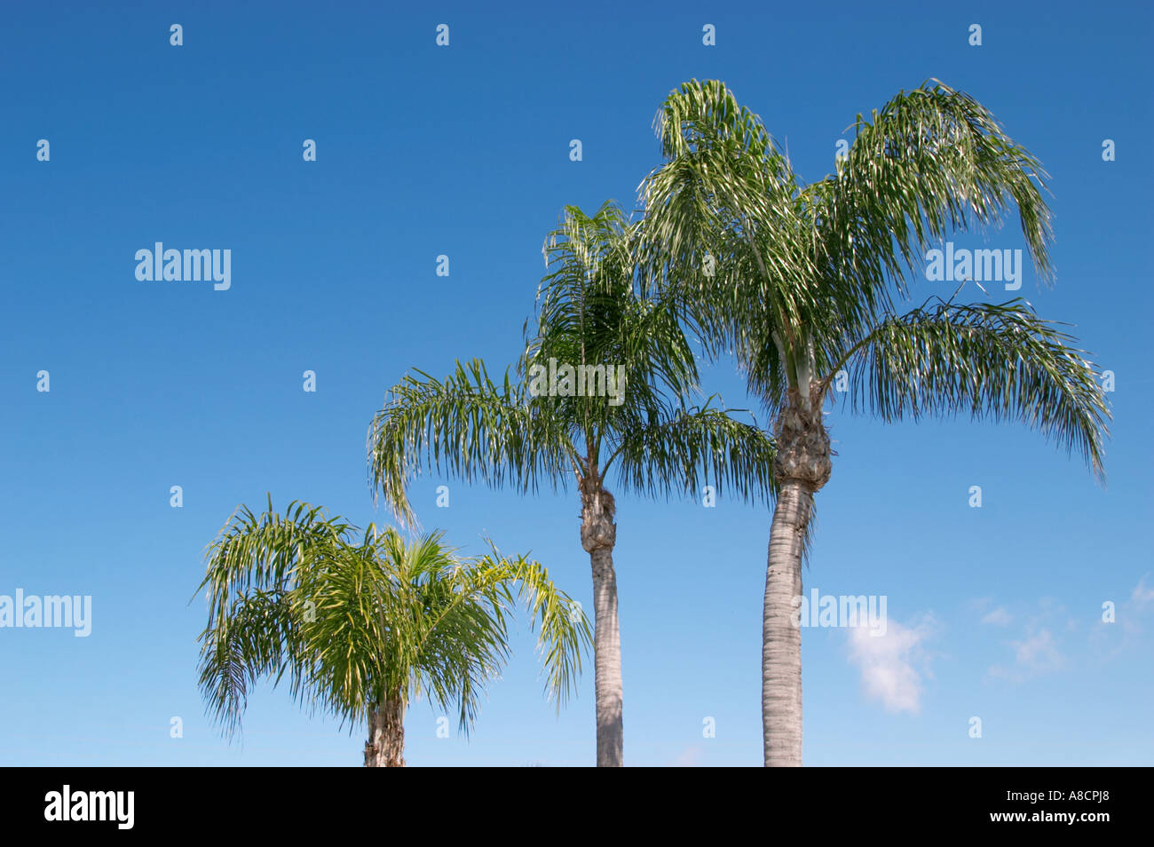 Palm trees in southwest Florida Stock Photo - Alamy