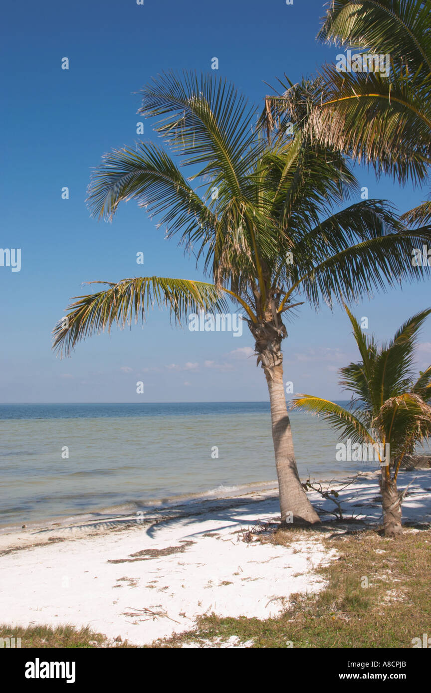 Palm trees on beach in Bokeelia on Pine Island on Charlotte Harbor in ...
