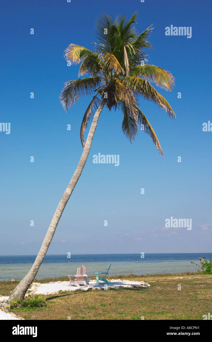 Palm tree on beach in Bokeelia on Pine Island on Charlotte Harbor in ...