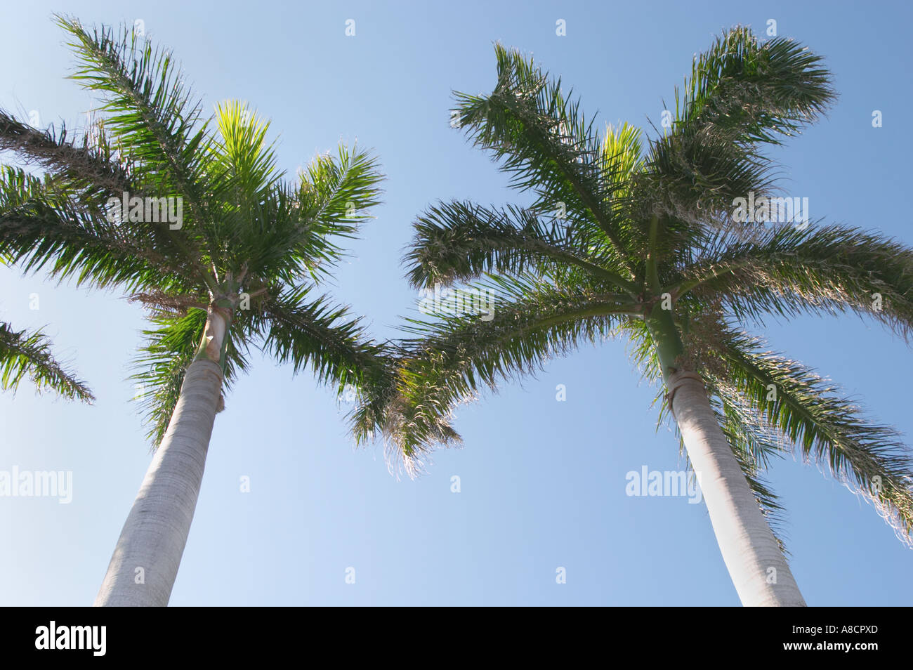 Palm trees in southwest Florida Stock Photo - Alamy